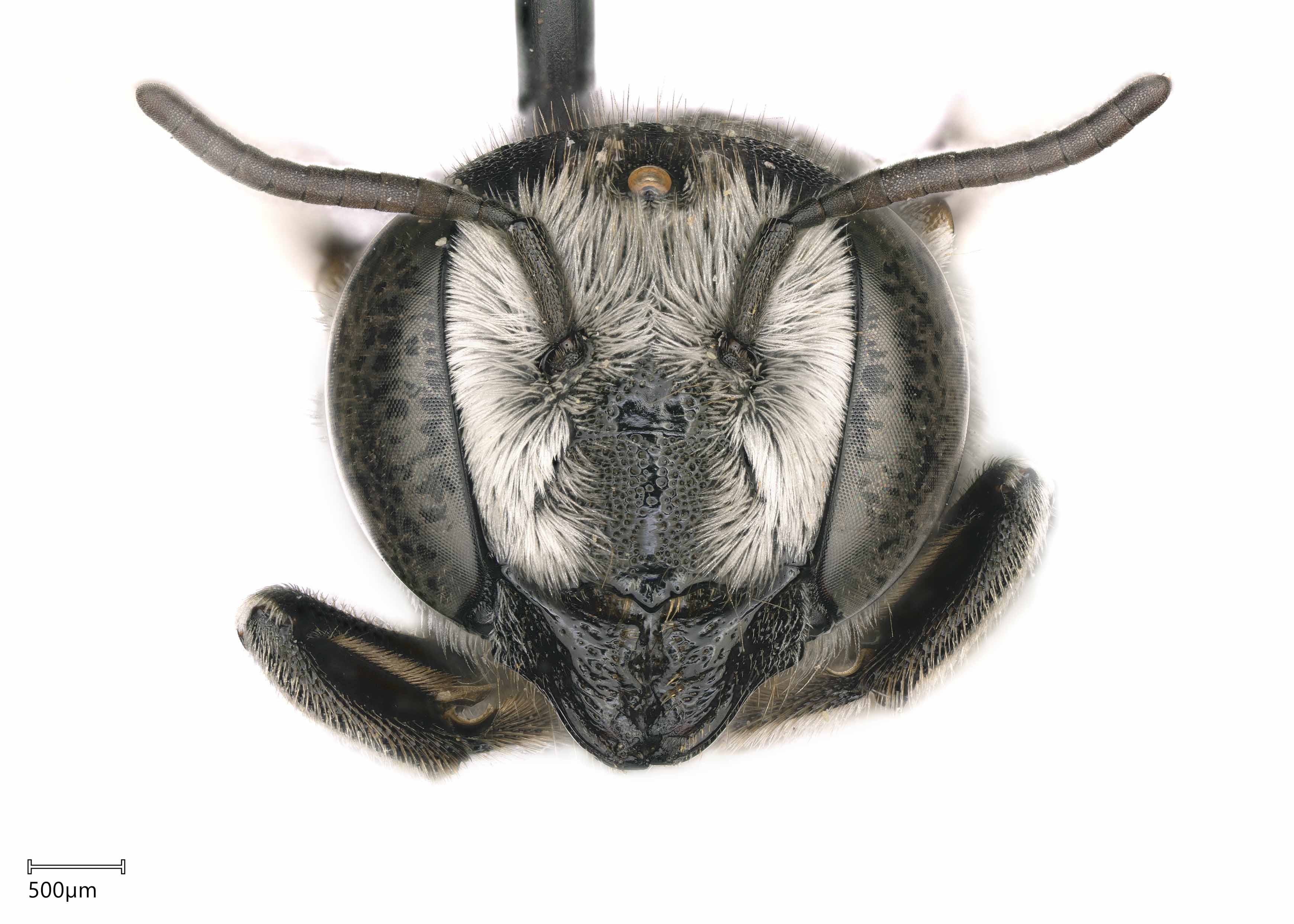 Megachile #40; Eutricharaea #41; | Exotic Bee ID